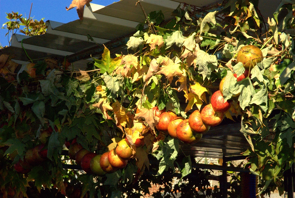 Bazouges-la-Pérouse, petite cité de caractère - Office de Tourisme